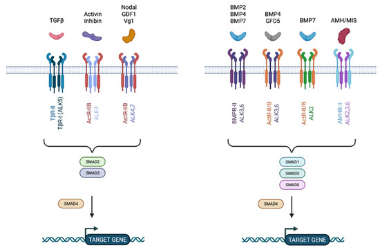 The p53 Family Members p63 and p73 Roles in the Metastatic ...