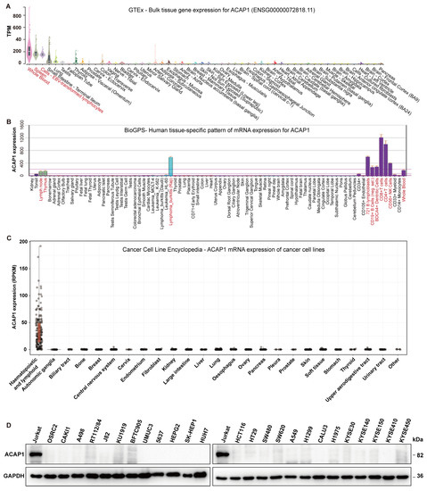 Cancers | Free Full-Text | ACAP1 Deficiency Predicts Inferior Immunotherapy Response in Solid Tumors