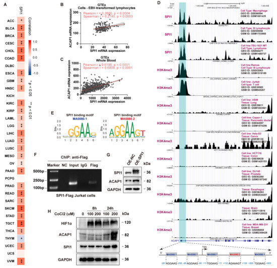 Cancers | Free Full-Text | ACAP1 Deficiency Predicts Inferior Immunotherapy Response in Solid Tumors