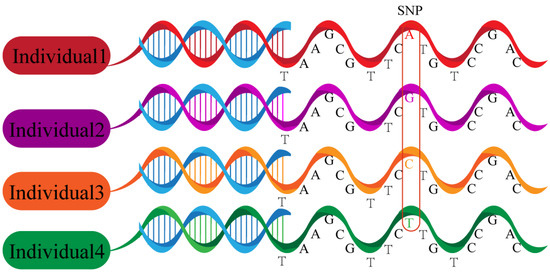 Cancers | Free Full-Text | The Role of Single-Nucleotide Polymorphisms ...