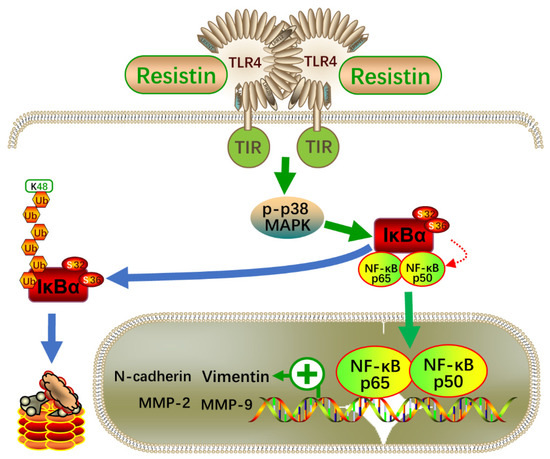Resistin Promotes Nasopharyngeal Carcinoma Metastasis through TLR4 ...