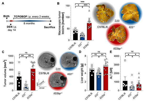 A Critical Role of the IL-22–IL-22 Binding Protein Axis in Hepatocellular Carcinoma