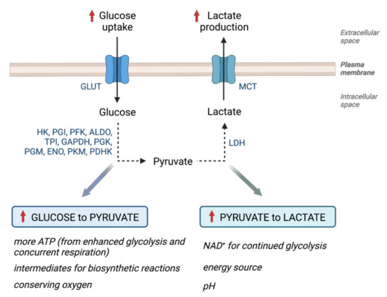 Revisiting the Warburg Effect with Focus on Lactate