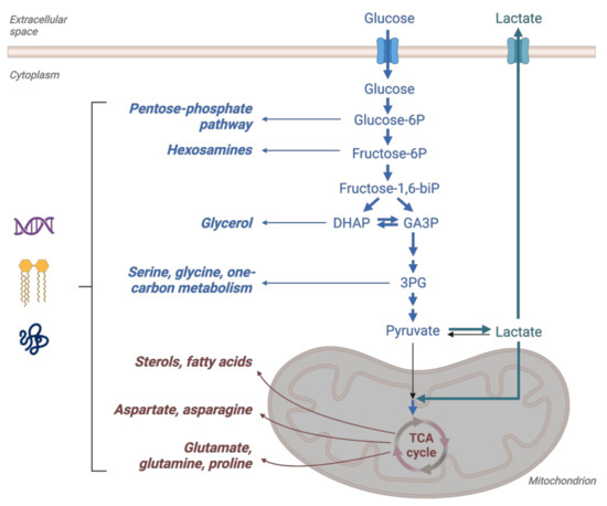 Revisiting the Warburg Effect with Focus on Lactate