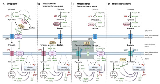 Revisiting the Warburg Effect with Focus on Lactate