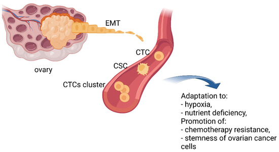 The Role of Circulating Tumor Cells in Ovarian Cancer Dissemination