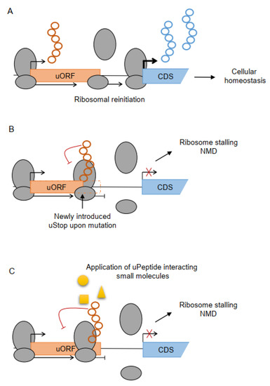 The Emerging Role of uORF-Encoded uPeptides and HLA uLigands in ...