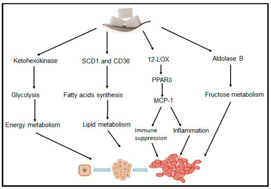 Understanding the Link between Sugar and Cancer: An Examination of the ...