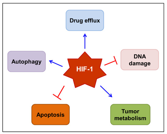 Cancers | Free Full-Text | Hypoxia-Inducible Factor-1: A Novel ...