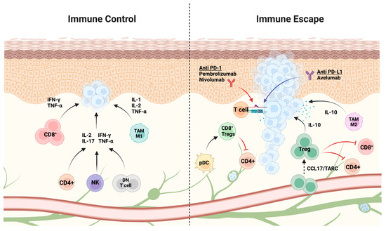 T-Cell Mediated Immunity in Merkel Cell Carcinoma