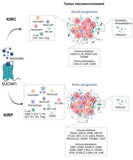 Cancers | Free Full-Text | Divulging a Pleiotropic Role of Succinate ...