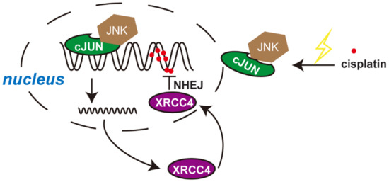 Platinum-Resistant Ovarian Cancer Is Vulnerable to the cJUN-XRCC4 ...