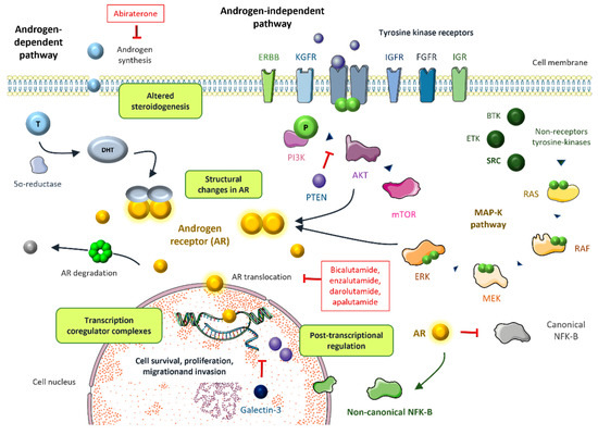 Androgen Receptor Signaling Inhibition in Advanced Castration ...