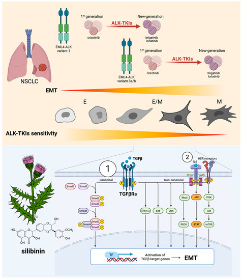 Silibinin Overcomes EMT-Driven Lung Cancer Resistance to New-Generation ...