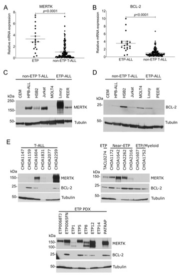 Therapeutic Targeting of MERTK and BCL-2 in T-Cell and Early T-Precursor Acute Lymphoblastic ...
