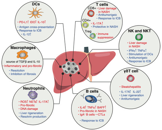 Cancers Free Full Text The Tumor Microenvironment Of Hepatocellular