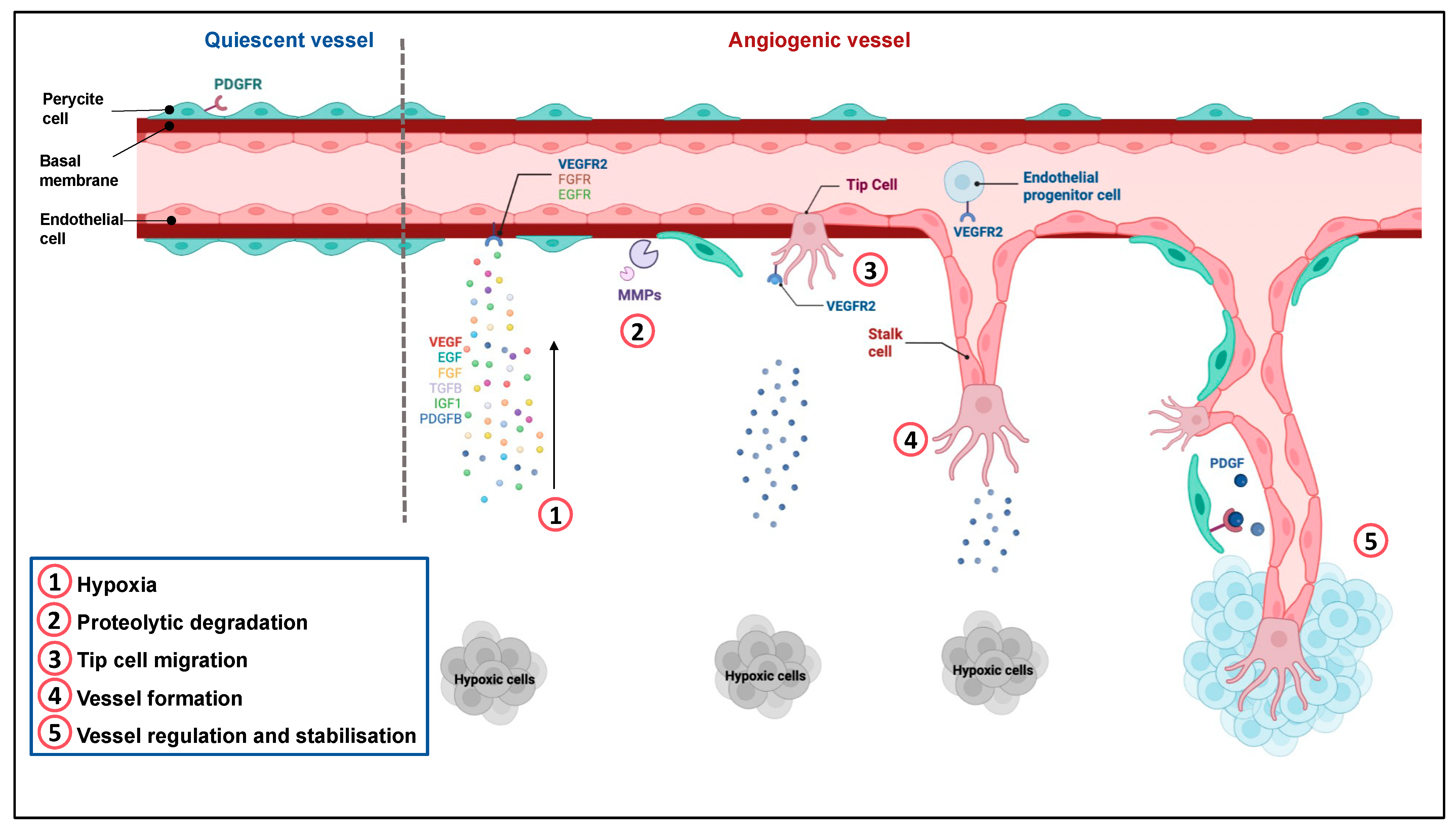 Renal Carcinoma and Angiogenesis: Therapeutic Target and Biomarkers of Response in Current Therapies