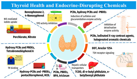 Thyroid Carcinoma: A Review for 25 Years of Environmental Risk Factors ...