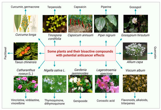 Natural Products/Bioactive Compounds as a Source of Anticancer Drugs