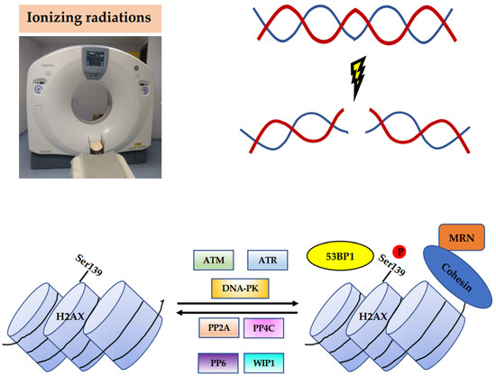 Factors to Consider for the Correct Use of γH2AX in the Evaluation of ...