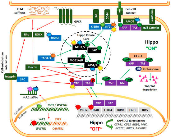 Genetic Alterations and Deregulation of Hippo Pathway as a Pathogenetic ...