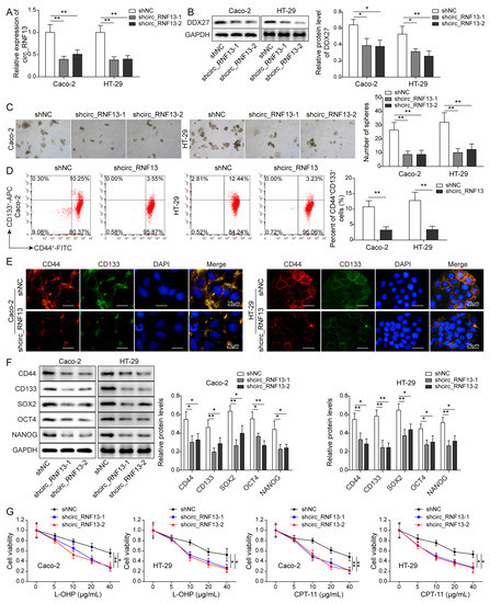 Circ_RNF13 Regulates the Stemness and Chemosensitivity of Colorectal ...