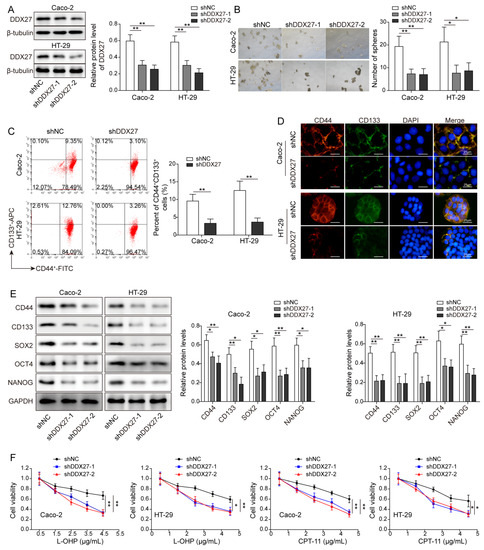 Circ_RNF13 Regulates the Stemness and Chemosensitivity of Colorectal ...