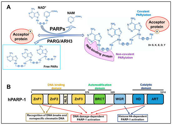 Cancers | Free Full-Text | Epigenetic Insights on PARP-1 Activity in Cancer Therapy