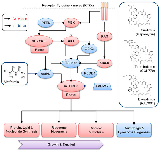 Targeting mTORC1 Activity to Improve Efficacy of Radioligand Therapy in ...
