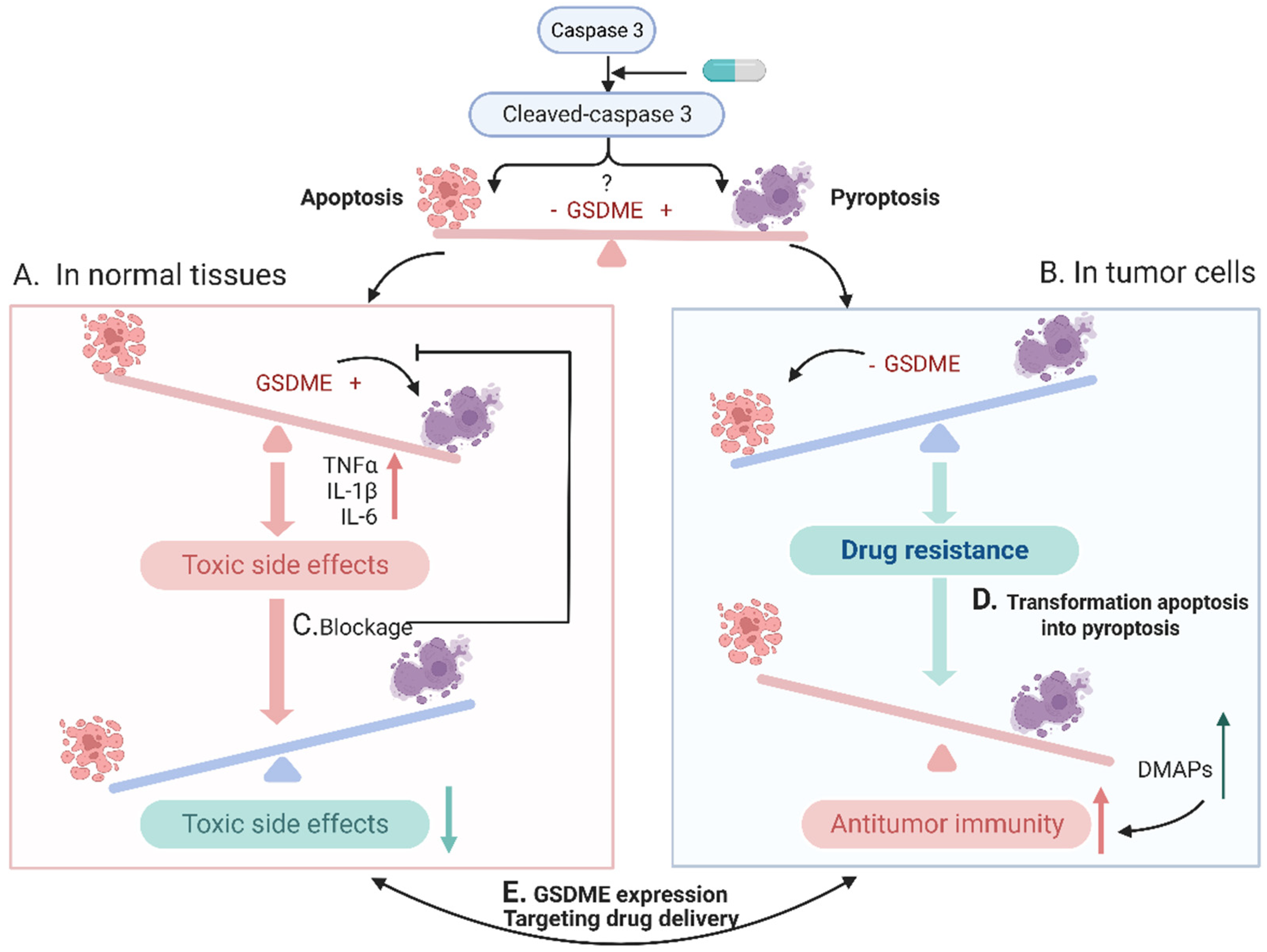 Balance Cell Apoptosis and Pyroptosis of Caspase-3-Activating Chemotherapy for Better Antitumor ...