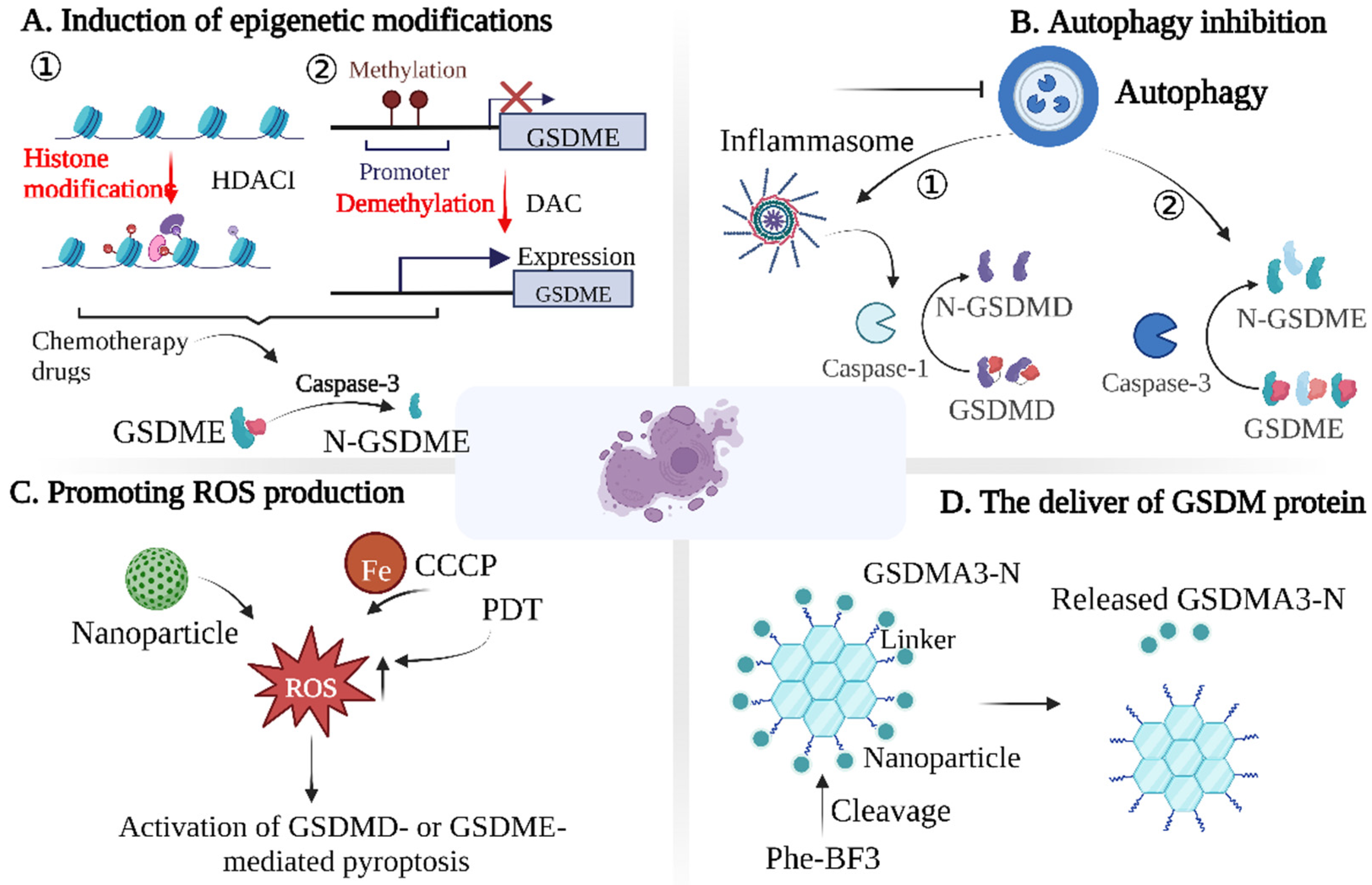 Balance Cell Apoptosis and Pyroptosis of Caspase-3-Activating Chemotherapy for Better Antitumor ...