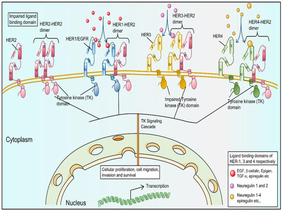 A Review of Margetuximab-Based Therapies in Patients with HER2-Positive ...