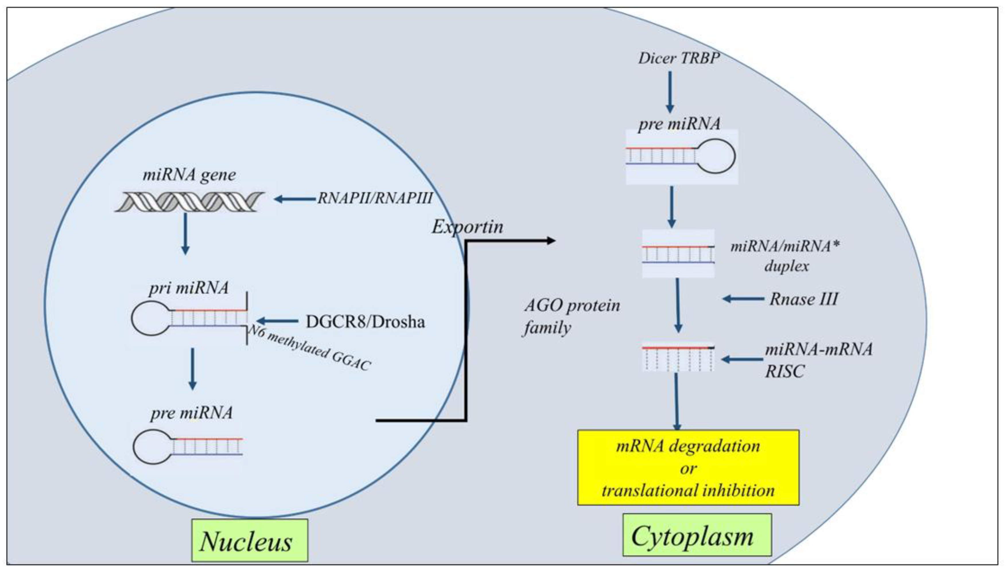 Cancers Free Full Text Non Coding Rnas In Airway Diseases A Brief Overview Of Recent Data