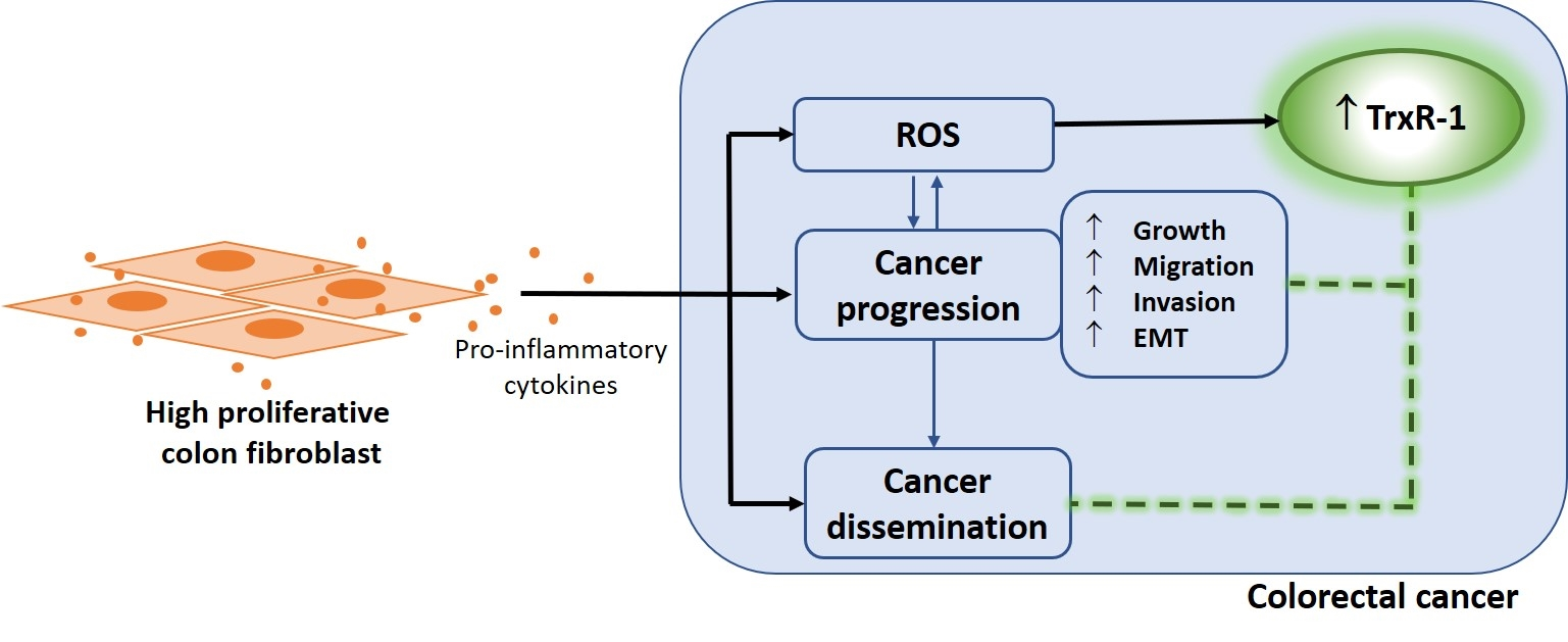 Cancers | Free Full-Text | Thioredoxin Reductase-1 as a Potential ...