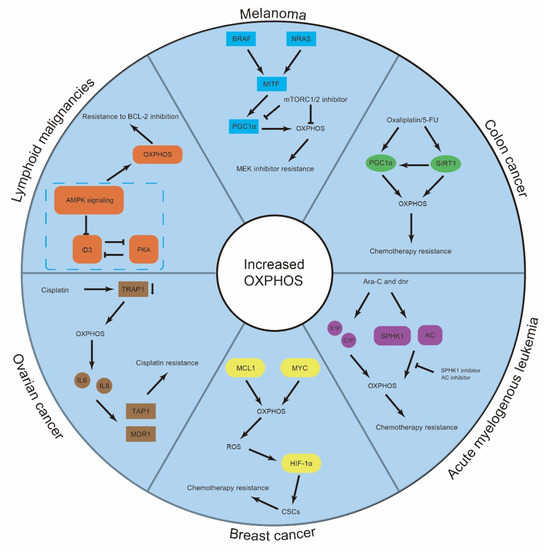 Cancers | Free Full-Text | The Effect of Oxidative Phosphorylation on ...