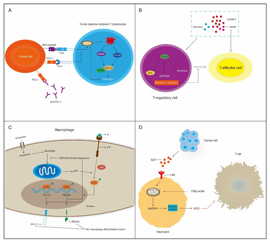 Cancers | Free Full-Text | The Effect of Oxidative Phosphorylation on ...