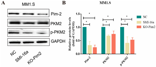 Pim-2 Kinase Regulates Energy Metabolism in Multiple Myeloma