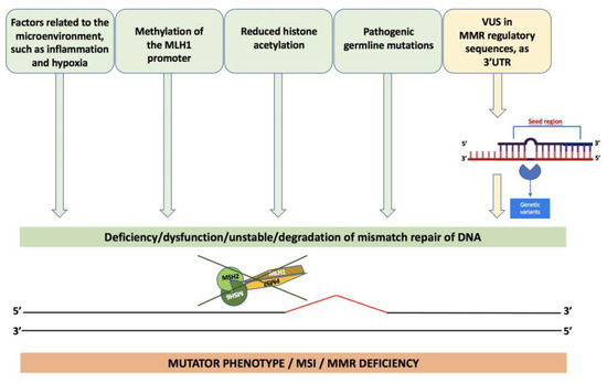 Hereditary Colorectal Cancer: State of the Art in Lynch Syndrome