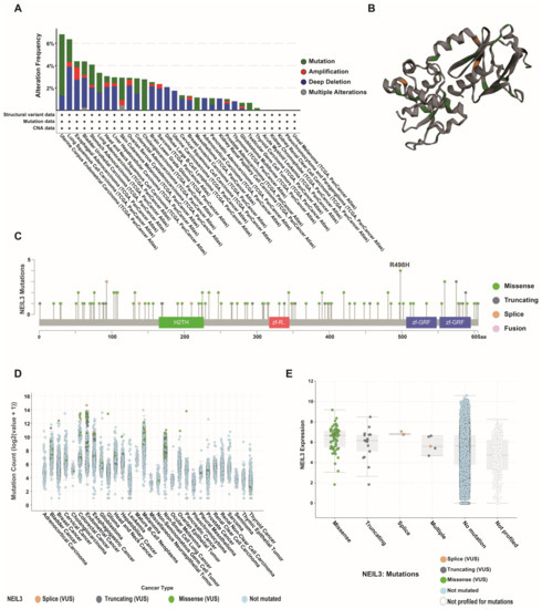 Pan-Cancer Landscape of NEIL3 in Tumor Microenvironment: A Promising ...