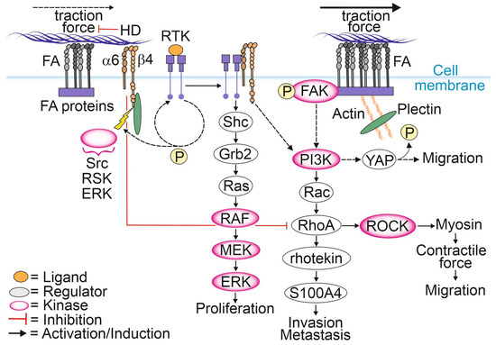 Regulation of Kinase Signaling Pathways by α6β4-Integrins and Plectin ...