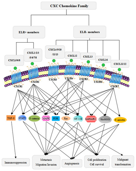 The Role of CXC Chemokines in Cancer Progression