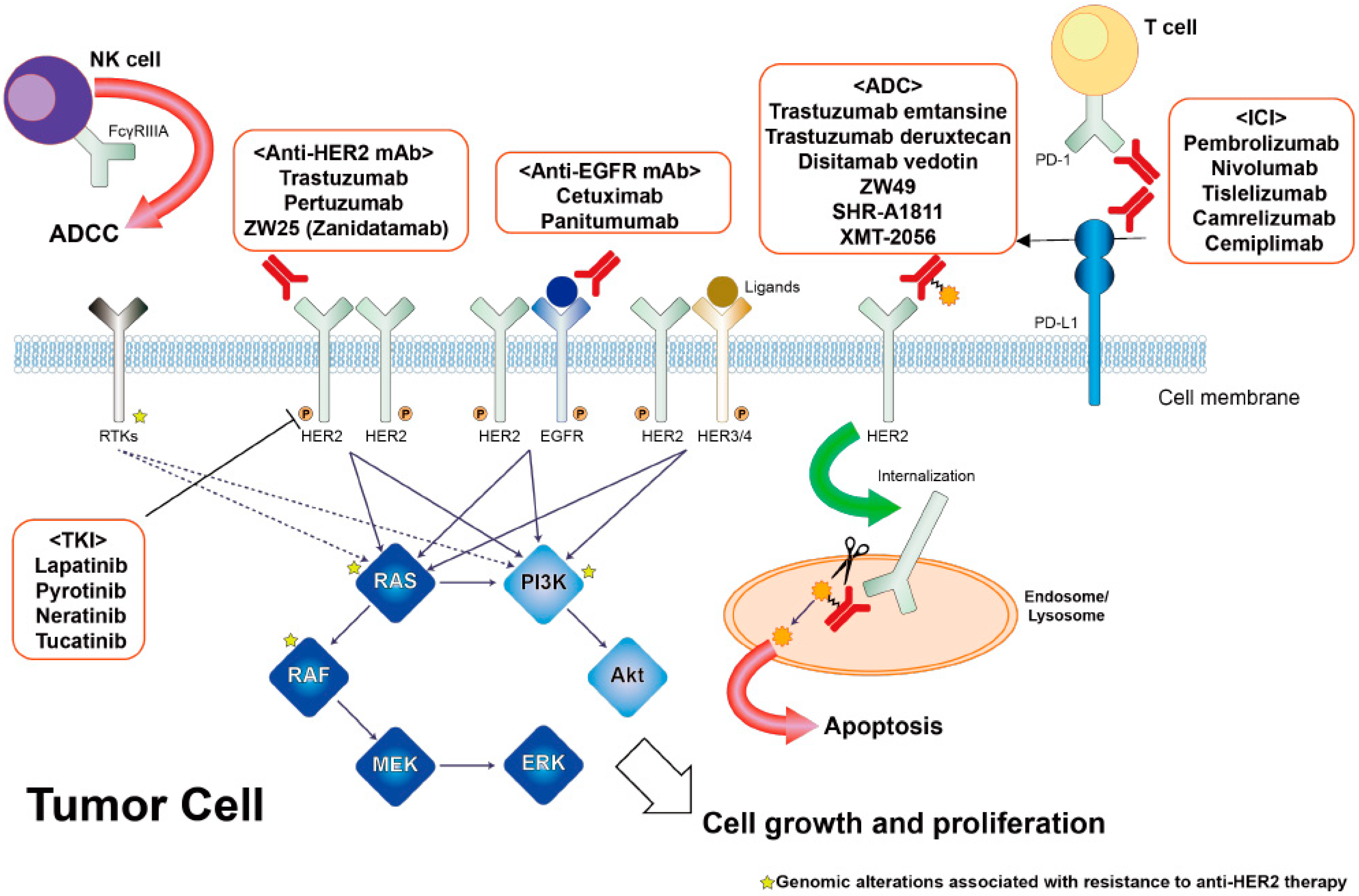 Molecular Basis of HER2-Targeted Therapy for HER2-Positive Colorectal Cancer