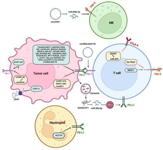Long Non-Coding RNAs as Epigenetic Regulators of Immune Checkpoints in Cancer Immunity