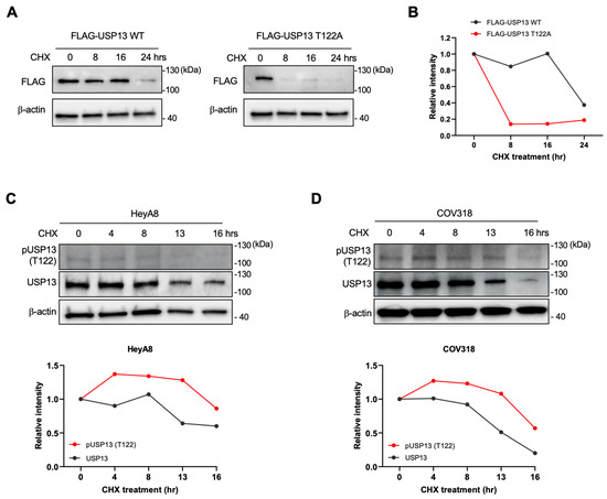 CK2-Mediated Phosphorylation Upregulates the Stability of USP13 and ...