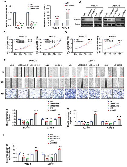 S100A10 Promotes Pancreatic Ductal Adenocarcinoma Cells Proliferation ...