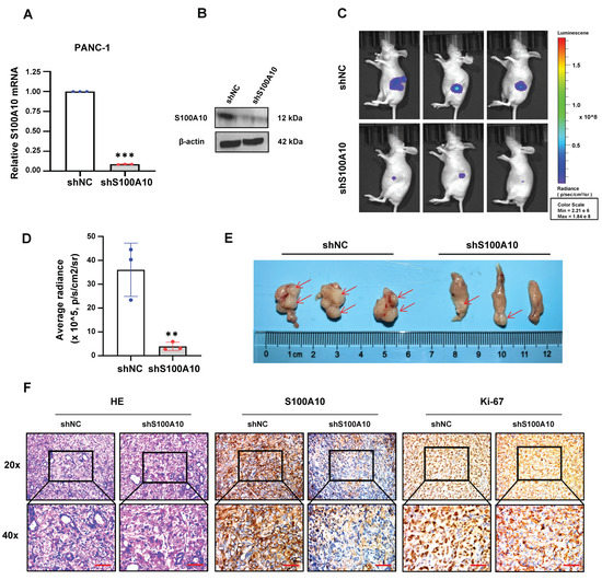 S100A10 Promotes Pancreatic Ductal Adenocarcinoma Cells Proliferation ...