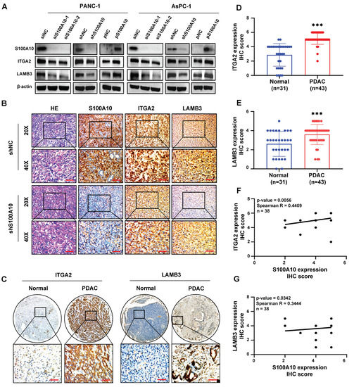 S100A10 Promotes Pancreatic Ductal Adenocarcinoma Cells Proliferation ...