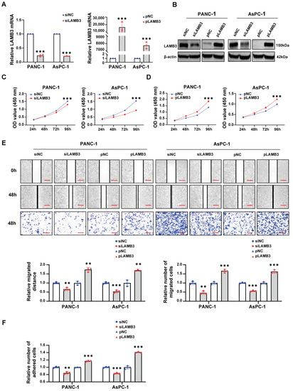 S100A10 Promotes Pancreatic Ductal Adenocarcinoma Cells Proliferation ...