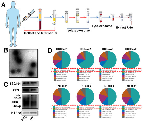 Cancers Free Full Text Serum Exosome Derived Mirnas Serve As