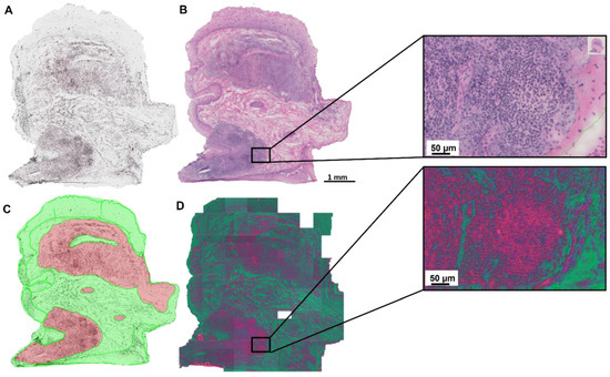 Intraoperative Assessment of Tumor Margins in Tissue Sections with ...